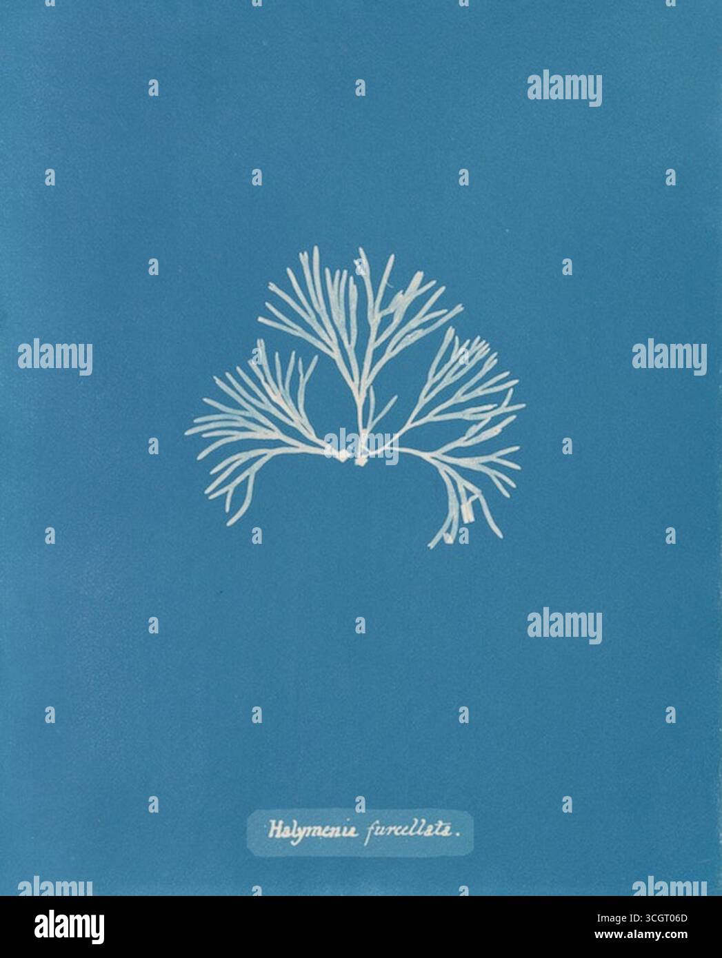 Algae cyanotype preserved record hi-res stock photography and images ...