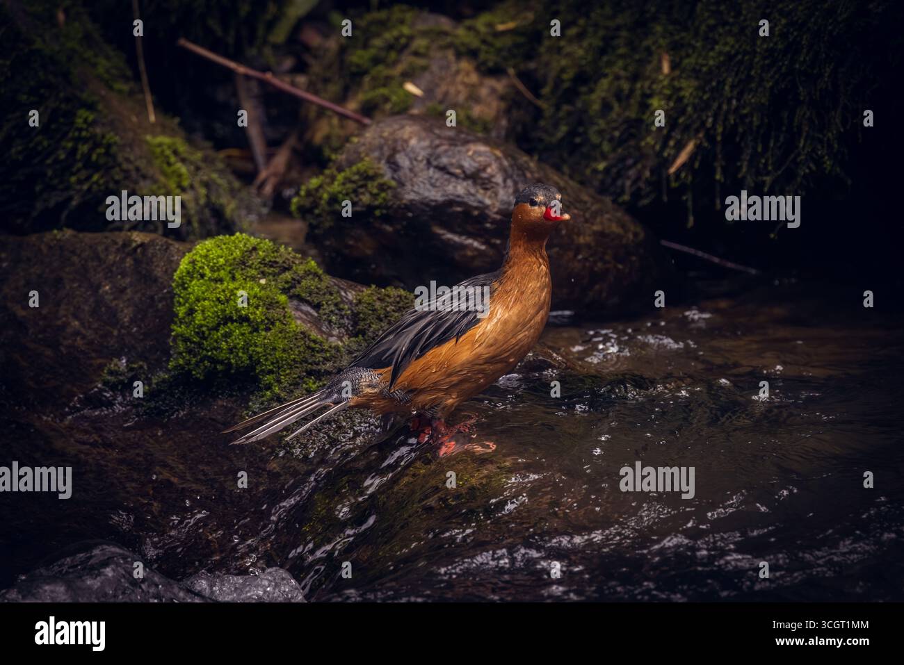 Torrent ducks thrive in fast-flowing mountain rivers of the Andes ...