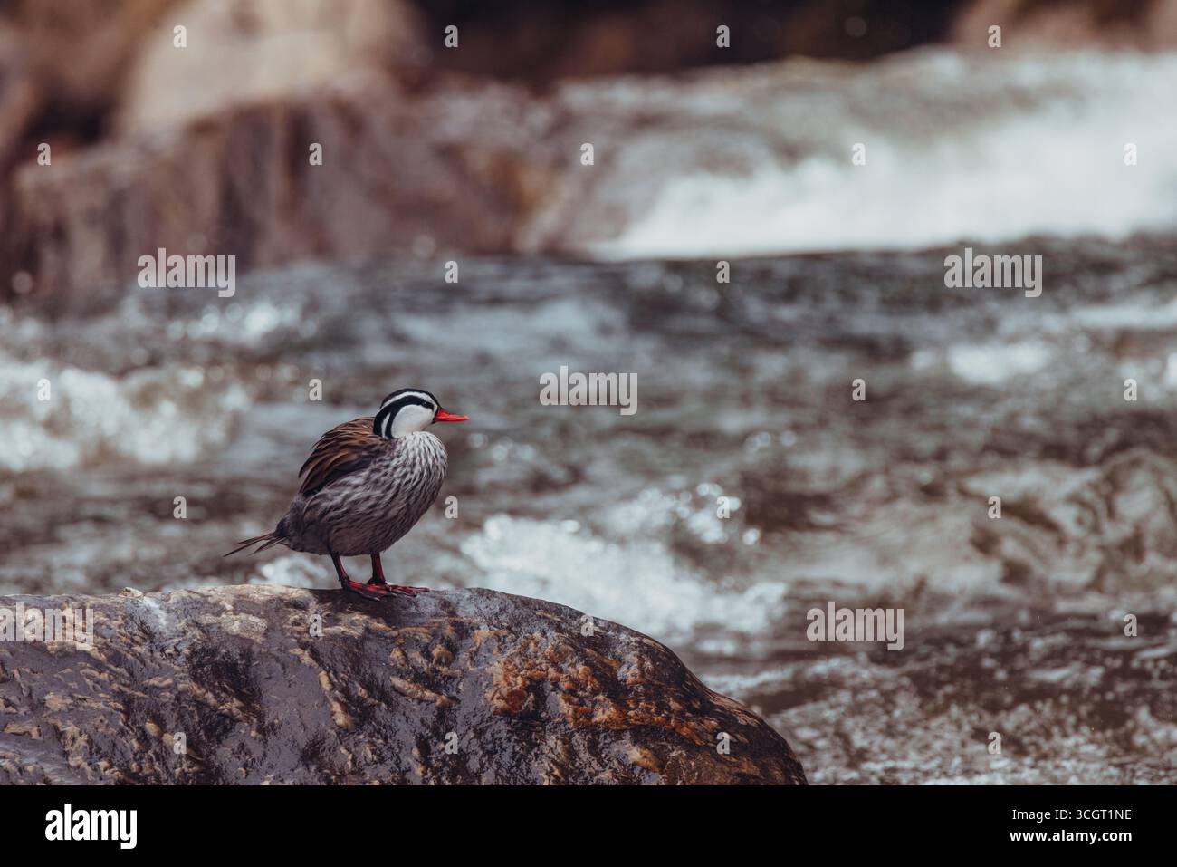 Torrent ducks thrive in fast-flowing mountain rivers of the Andes ...