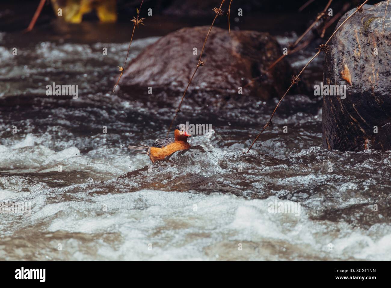 Torrent ducks thrive in fast-flowing mountain rivers of the Andes ...