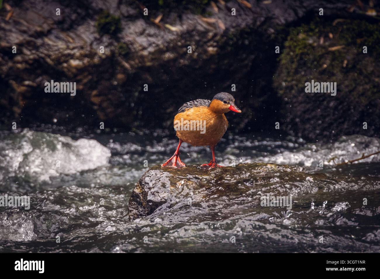 Torrent ducks thrive in fast-flowing mountain rivers of the Andes ...