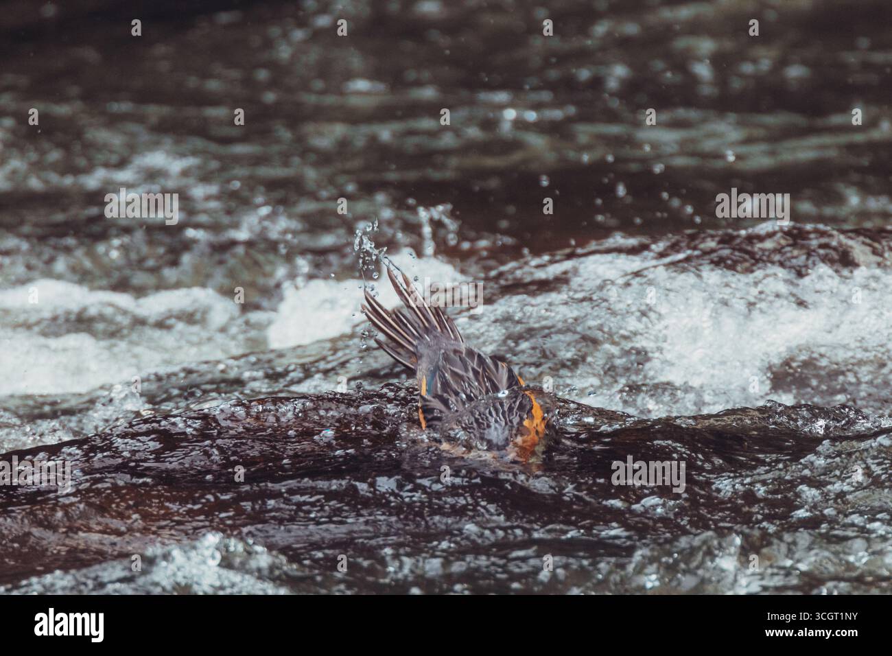 Torrent ducks thrive in fast-flowing mountain rivers of the Andes ...