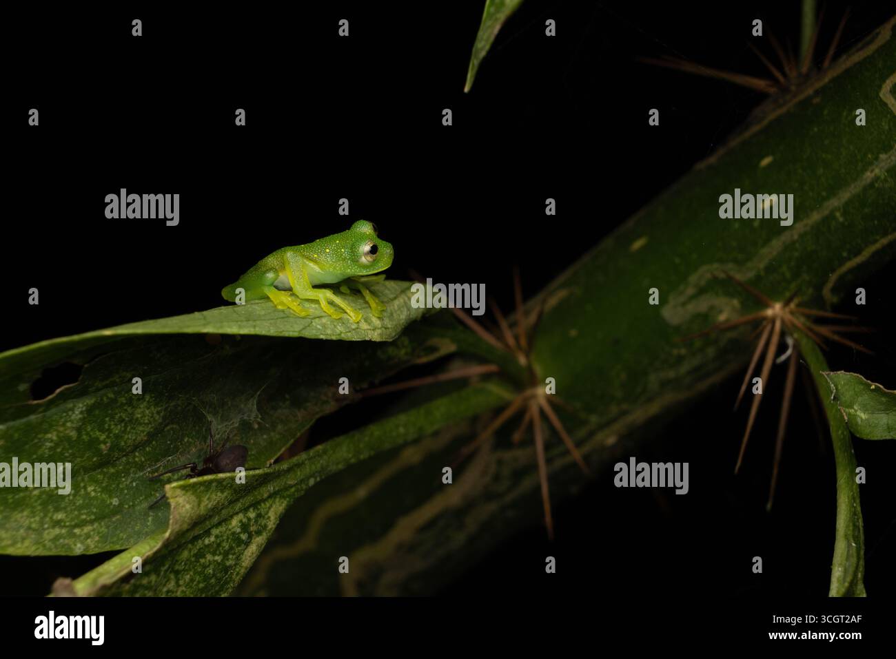 Crystal Glass Frogs near Baeza and Papallacta Stock Photo - Alamy