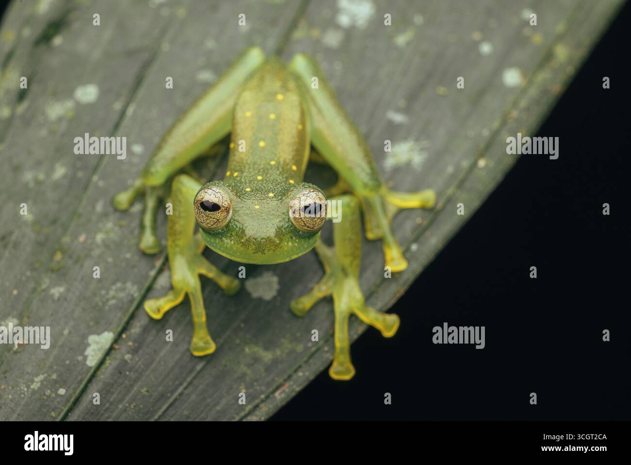 Frog reproductive organs hi-res stock photography and images - Alamy