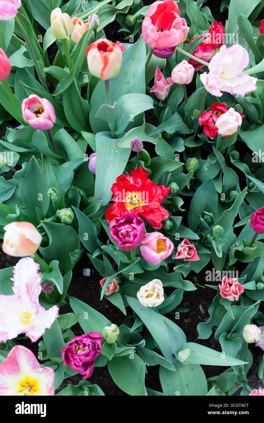Top down view tulip fields hi-res stock photography and images - Alamy