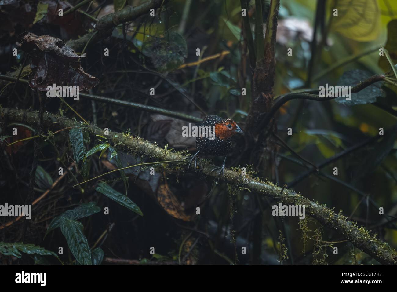 The ocellated antbird is a striking rainforest species, known for its ...
