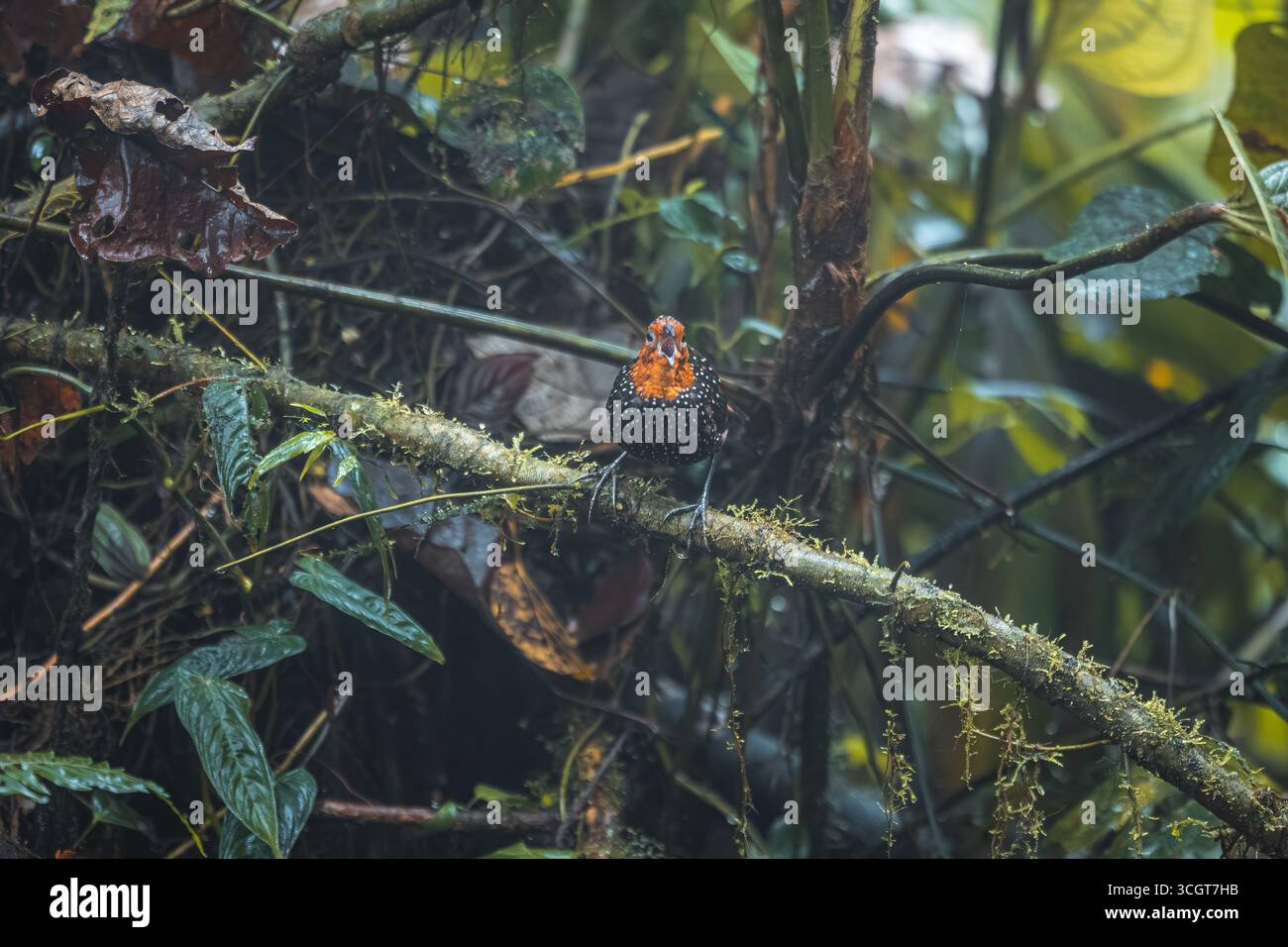 The ocellated antbird is a striking rainforest species, known for its ...