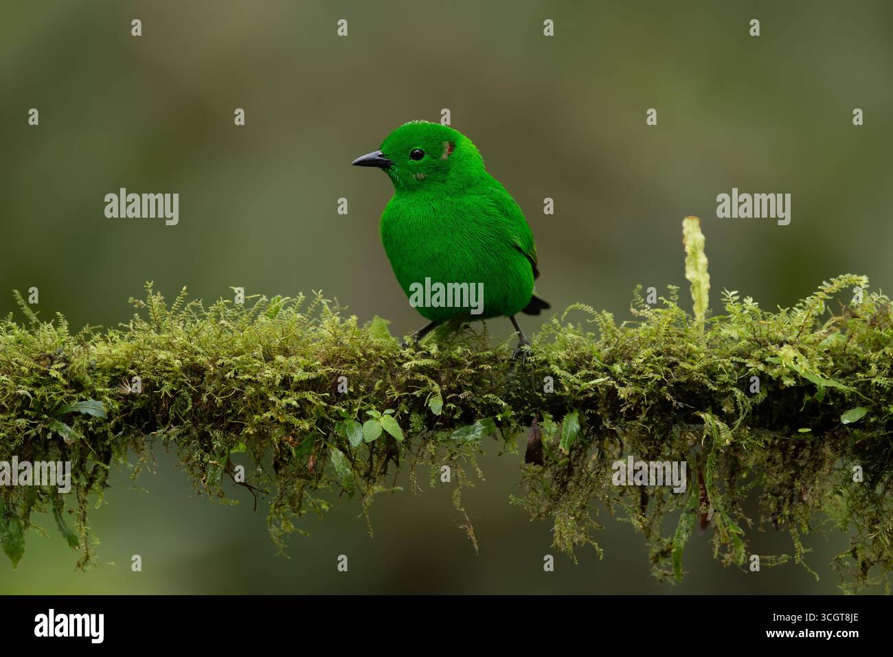 The glistening green tanager is a vibrant bird native to South American ...