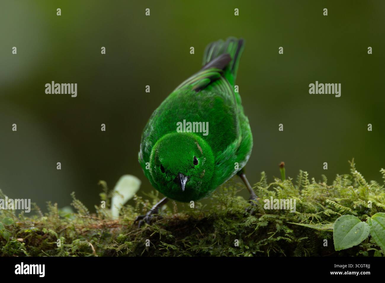 The glistening green tanager is a vibrant bird native to South American ...