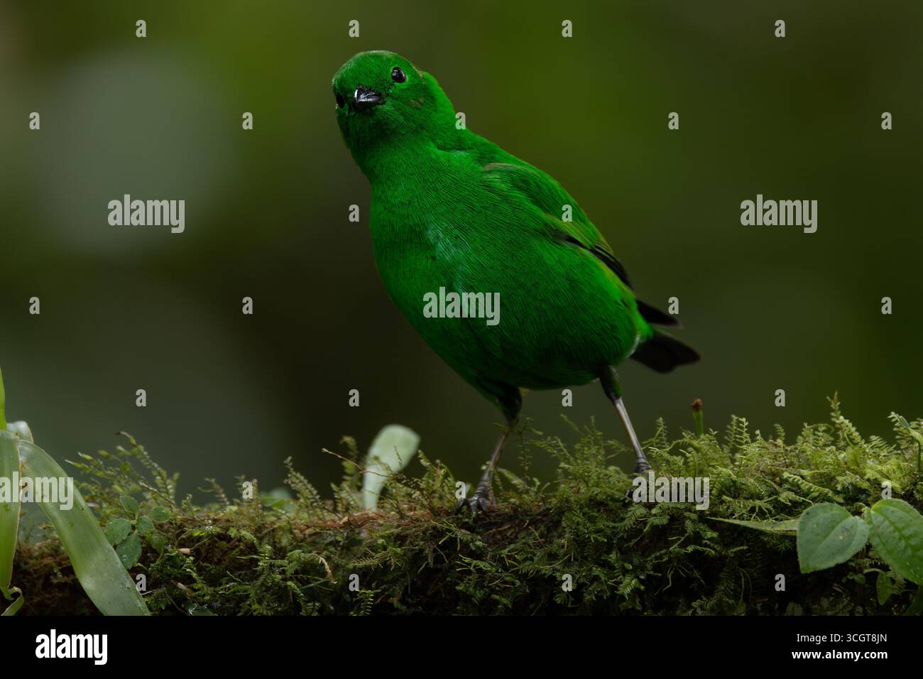 The glistening green tanager is a vibrant bird native to South American ...