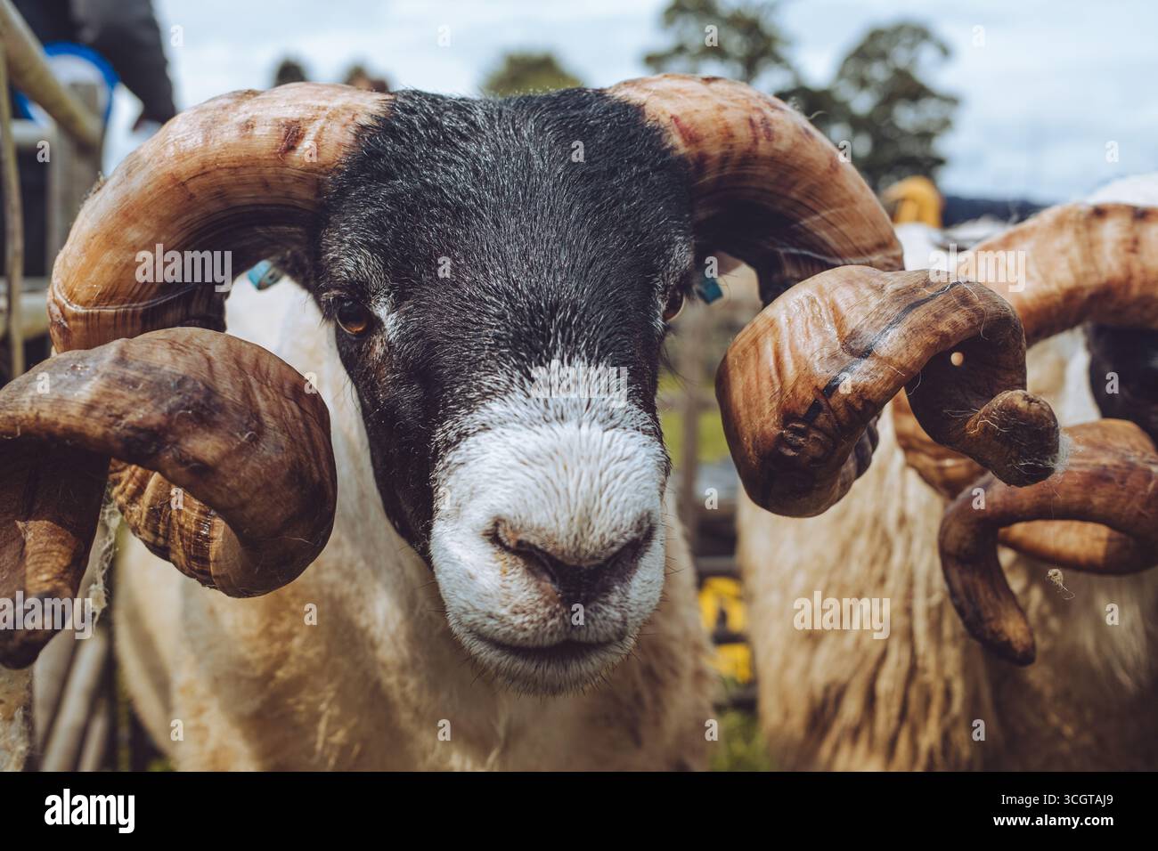 Sheep judging evaluates breed standards, conformation, wool quality ...