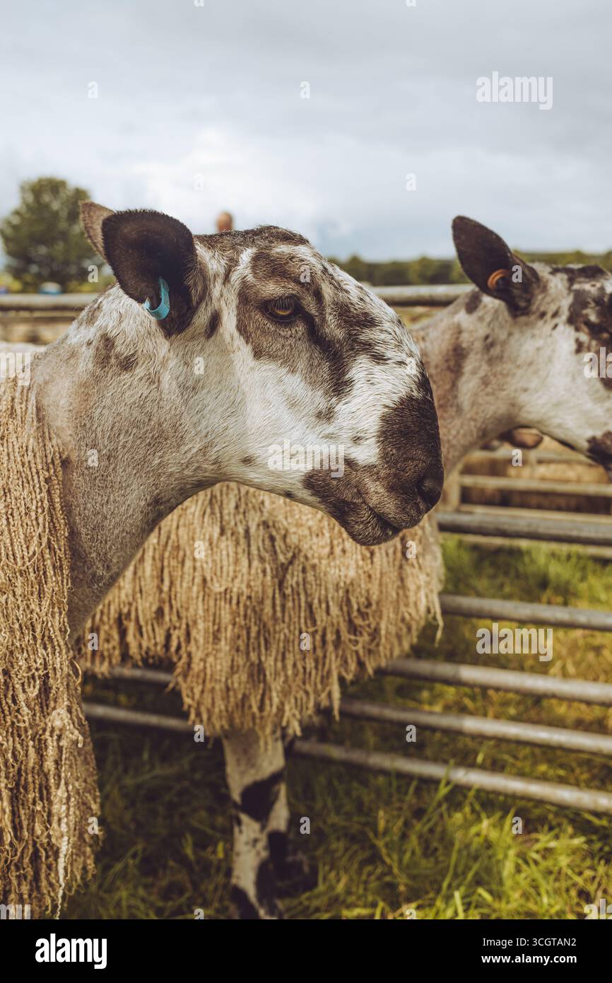 Sheep judging evaluates breed standards, conformation, wool quality ...