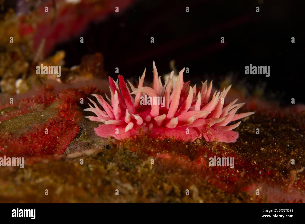 Kelp forest underwater photography reveals a magical world of swaying ...