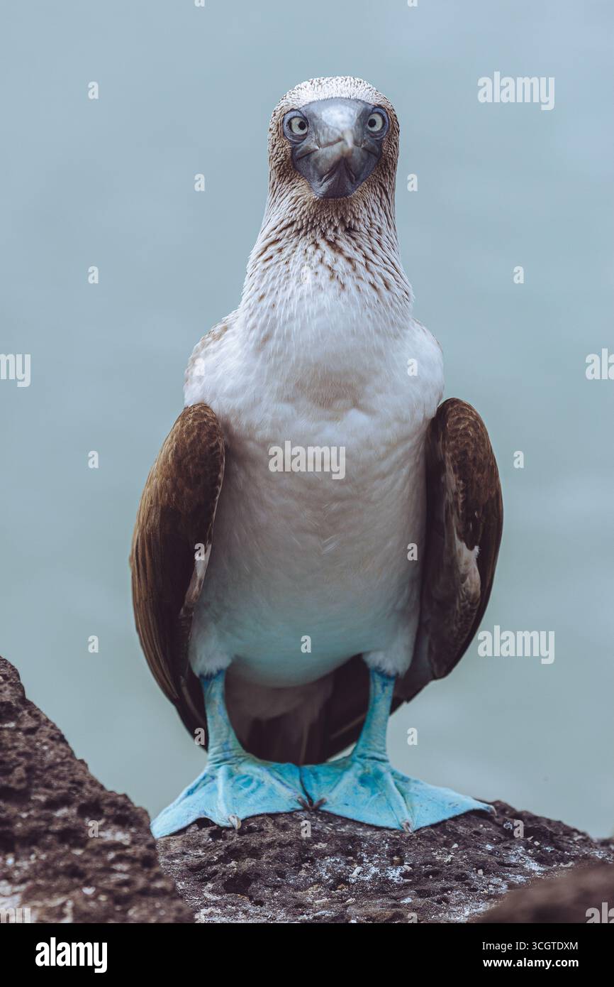 Blue-footed boobies, known for their bright blue feet and quirky mating ...