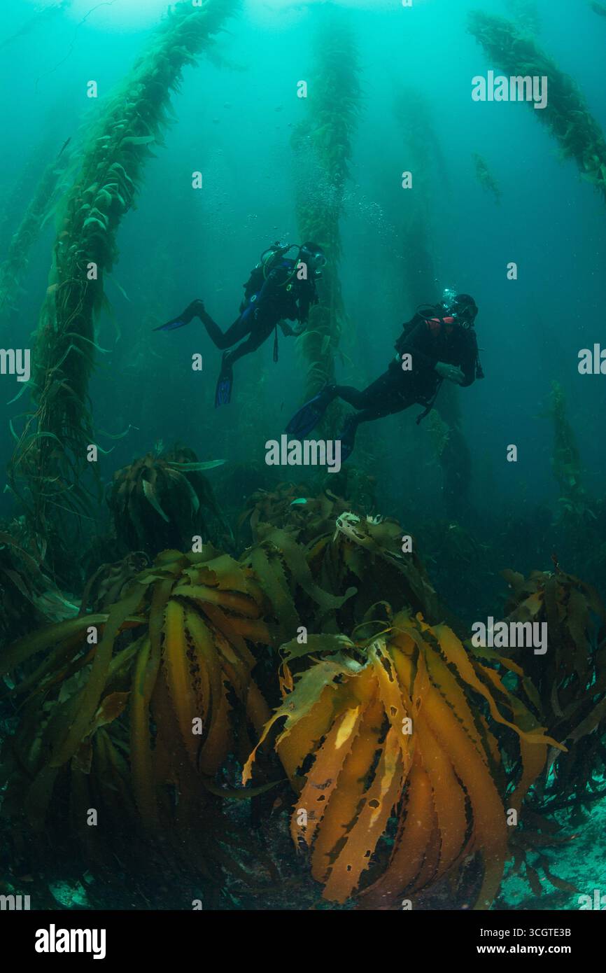 Kelp forest underwater photography reveals a magical world of swaying ...