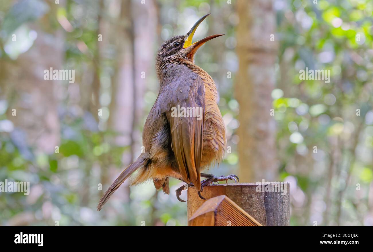 Immature male victorias riflebird hi-res stock photography and images ...