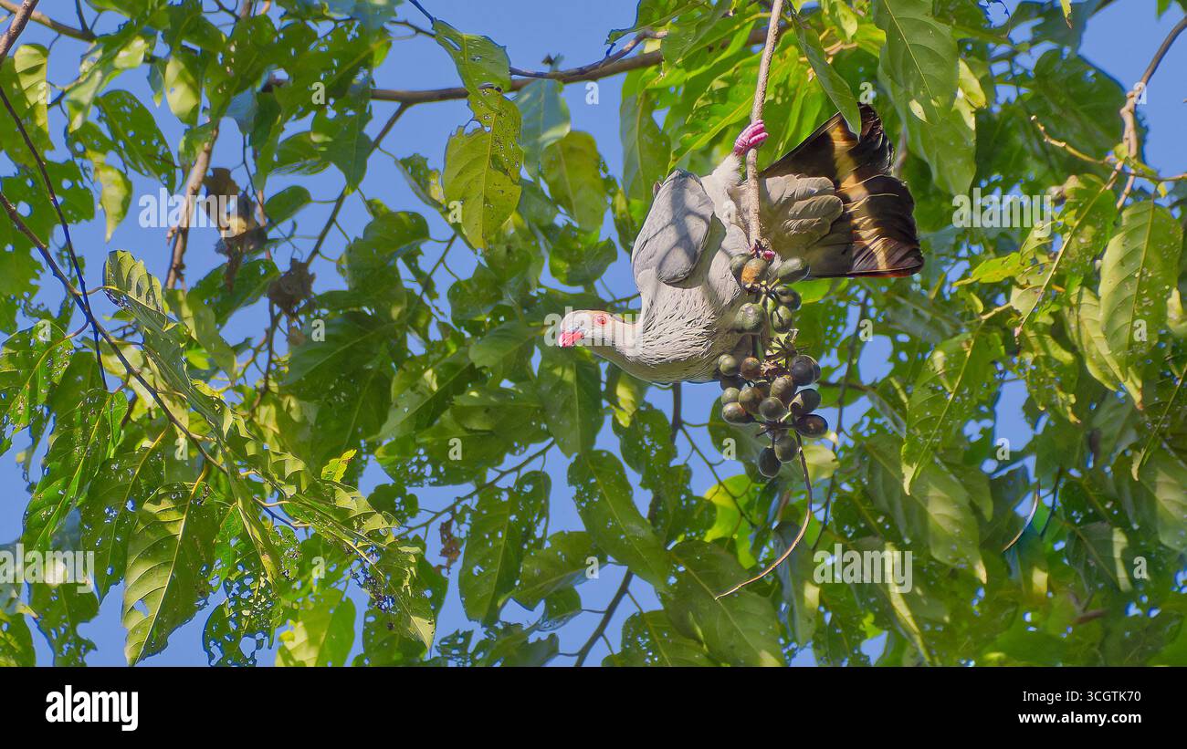 A Topknot pigeon (Lopholaimus antarcticus) bird in sunshine hanging ...