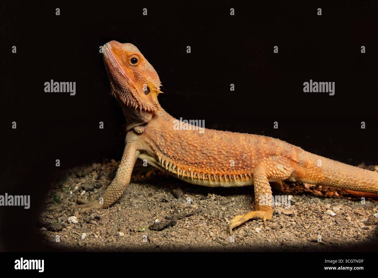 Orange bearded dragon with spikes on its back. Lizards on a black ...