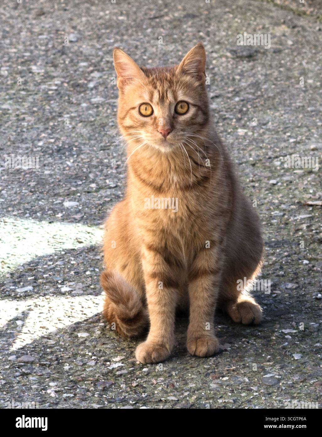 Look beautiful tabby cat hi-res stock photography and images - Alamy