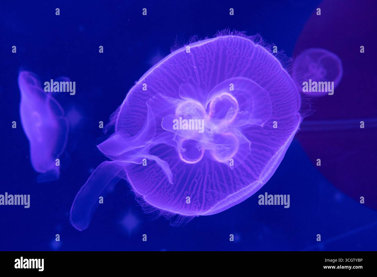 A glowing purple jellyfish gracefully floats in dark blue water, its ...