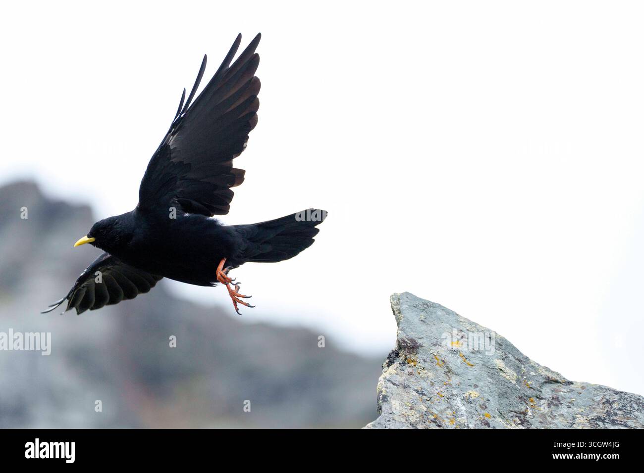 Alpine chough flying close to the Grossglockner Hochalpenstrasse, also ...