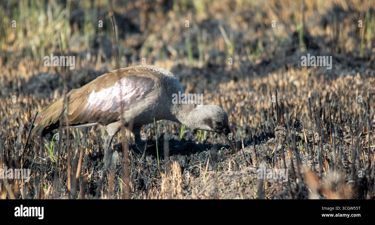 A hadeda ibis forages for insects and worms in a burnt grassland in the ...