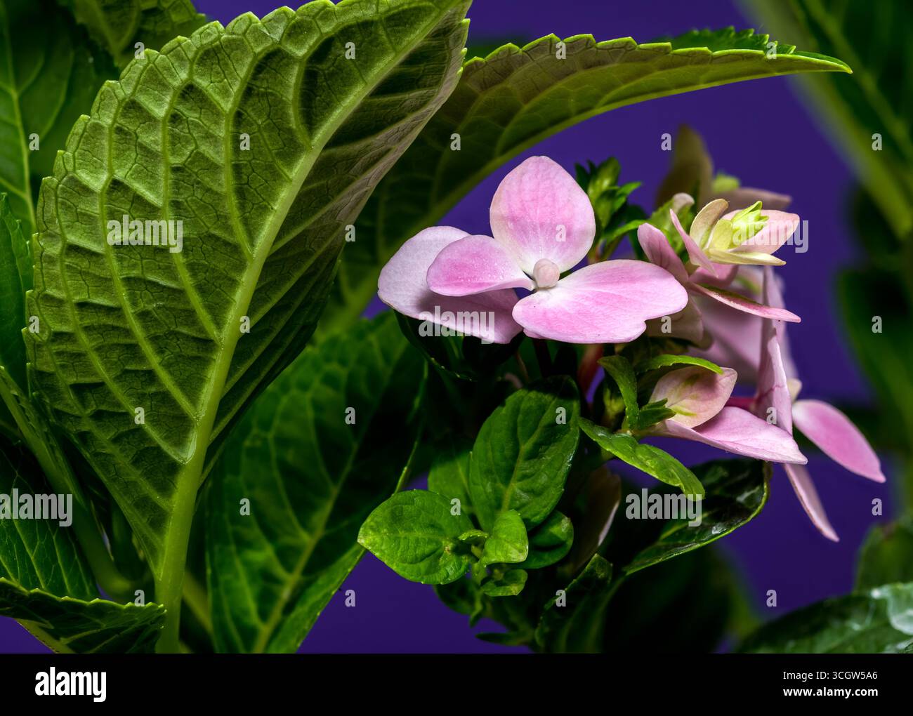 A vibrant, close-up view of delicate pink hydrangea blossoms and their ...