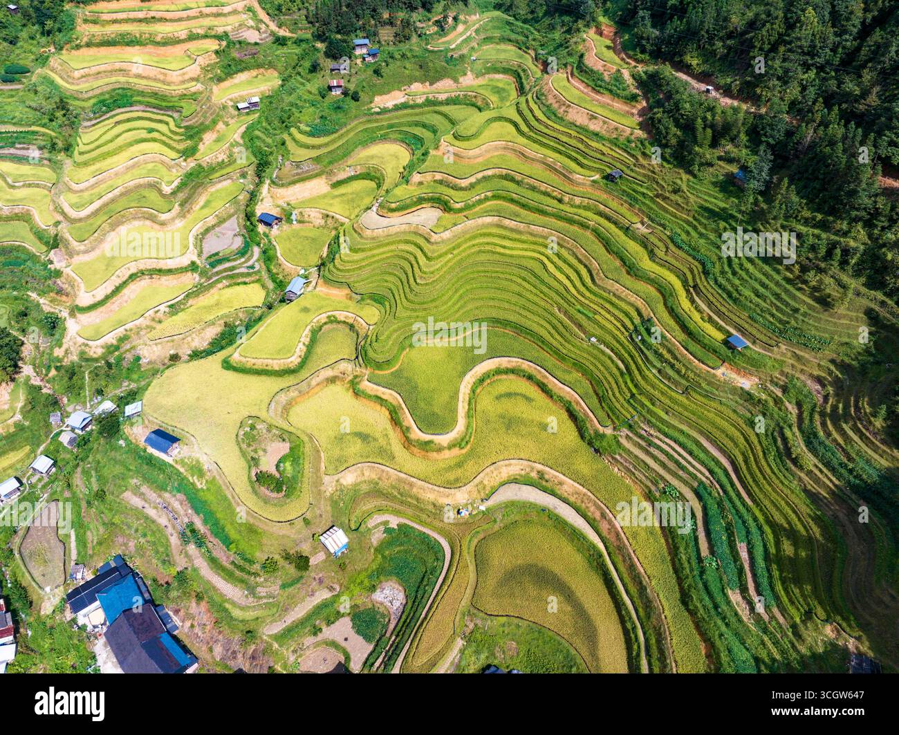 CONGJIANG, CHINA - AUGUST 27, 2025 - Layered terraced fields captured ...