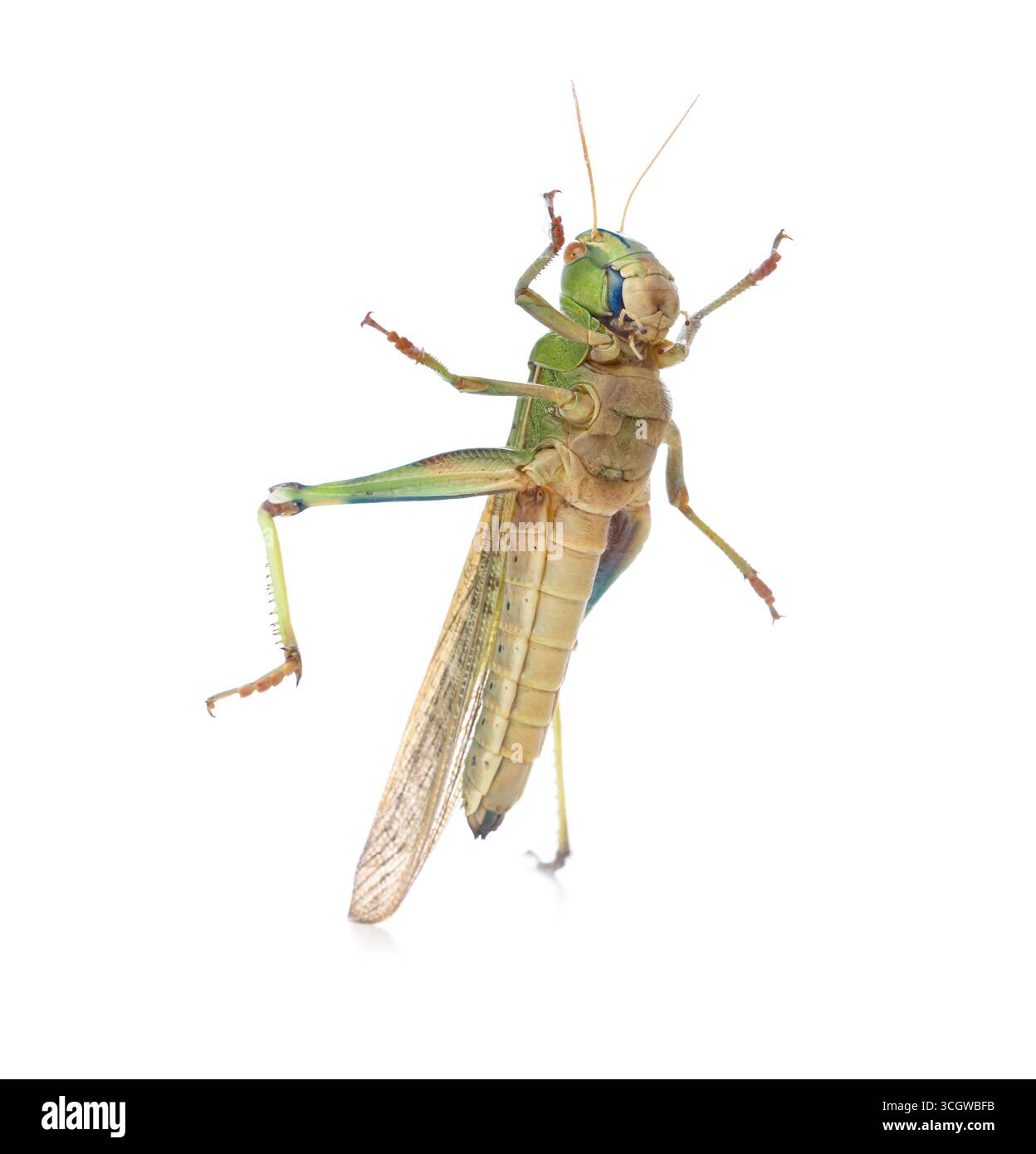 Common locust Cut Out Stock Images & Pictures - Alamy