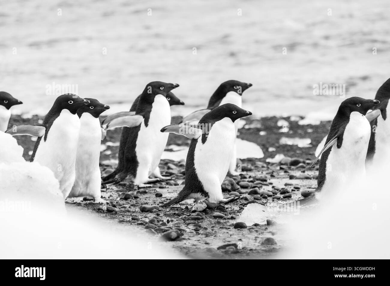 Adele penguins, wildlife in Brown Bluff, Antarctica - East coast of ...