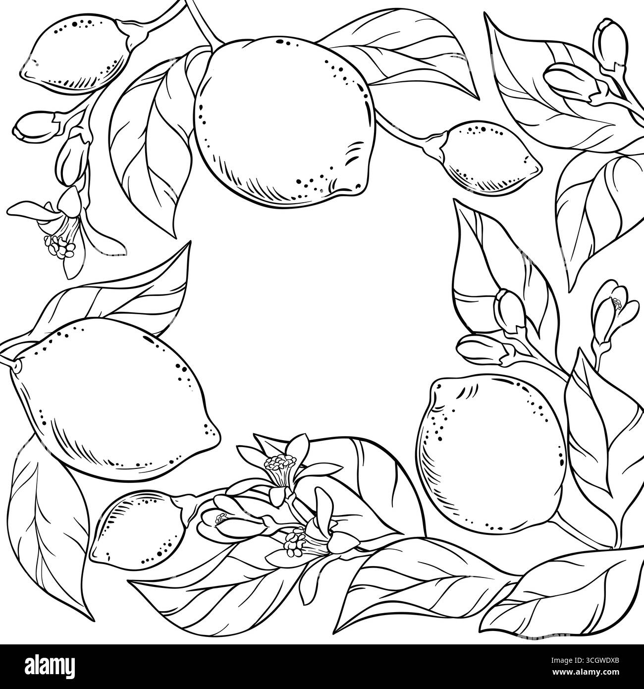 Lemon branch fruit leaves Black and White Stock Photos & Images - Alamy