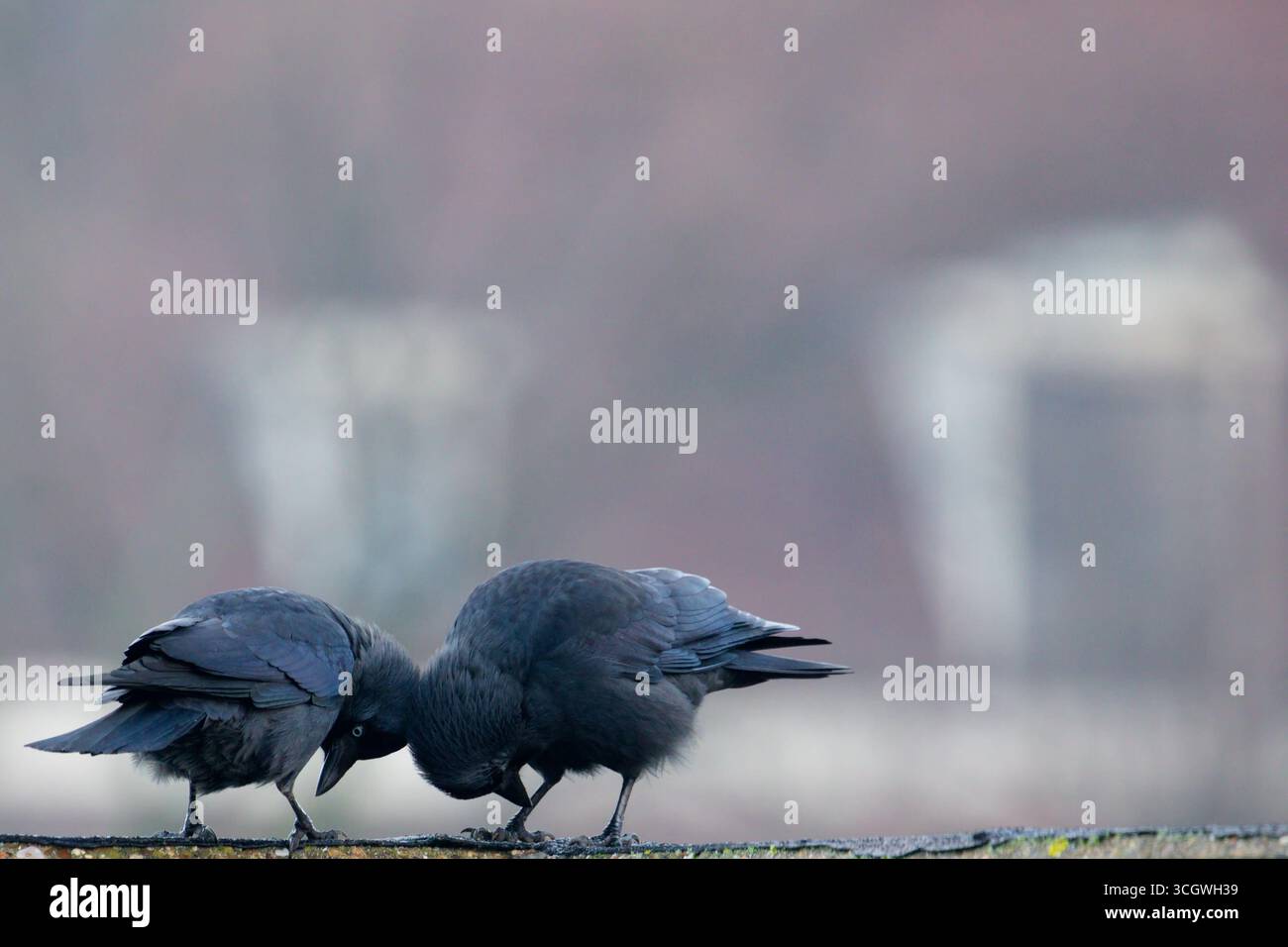 Western jackdaw pair feeding on a concrete parapet, heads lowered and ...