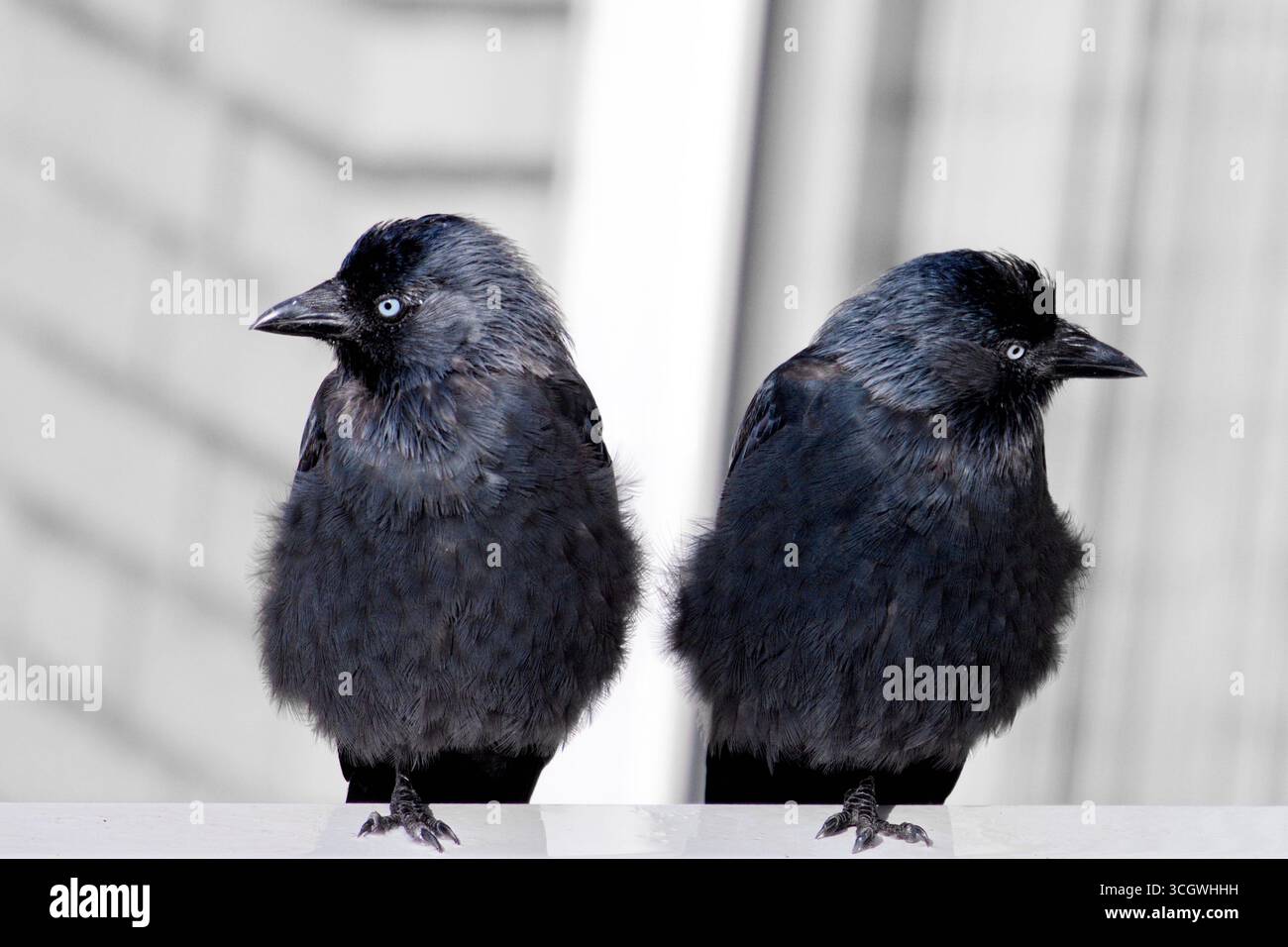 Two western jackdaws perched on a railing facing away from each other ...