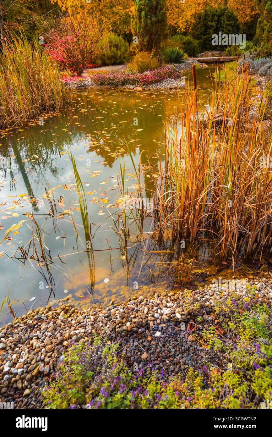 Small pond in a garden with yellow autumn leaves, trees and various ...