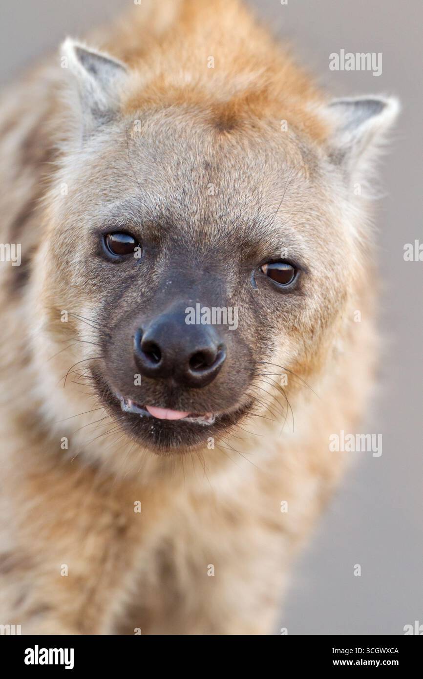Tüpfelhyäne, Fleckenhyäne, Crocuta crocuta, spotted hyena, laughing ...