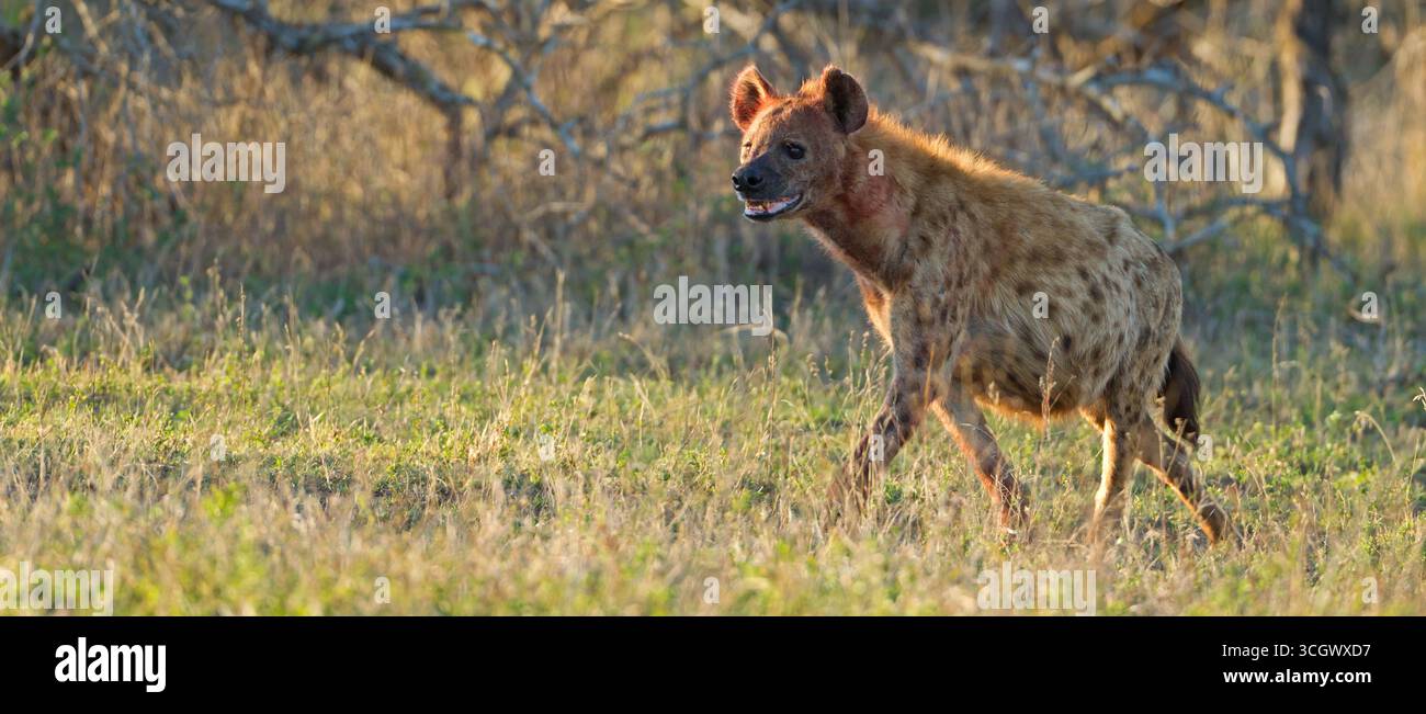 Tüpfelhyäne, Fleckenhyäne, Crocuta crocuta, spotted hyena, laughing ...