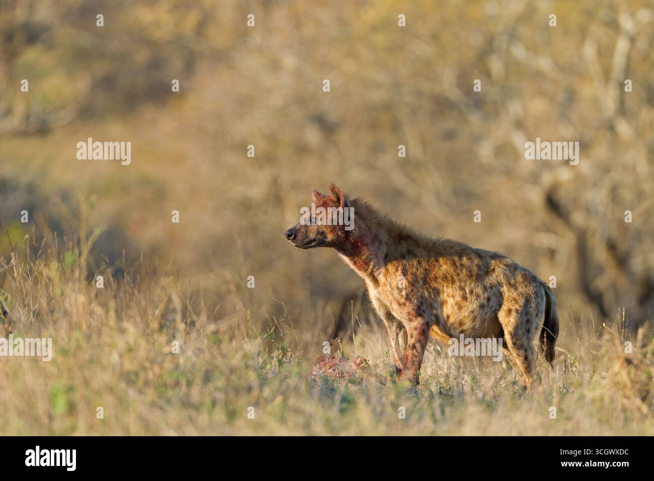 Tüpfelhyäne, Fleckenhyäne, Crocuta crocuta, spotted hyena, laughing ...