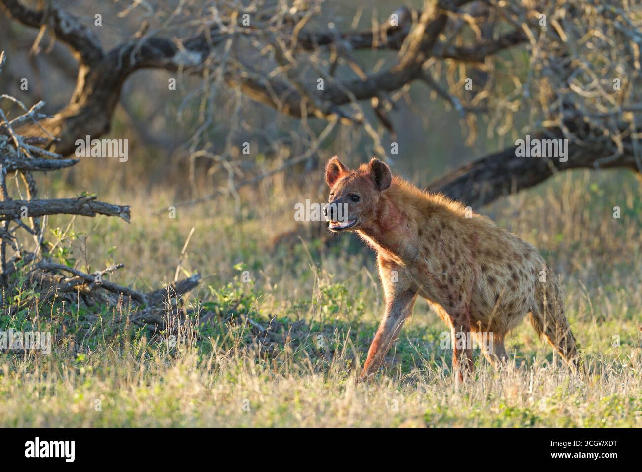 Tüpfelhyäne, Fleckenhyäne, Crocuta crocuta, spotted hyena, laughing ...