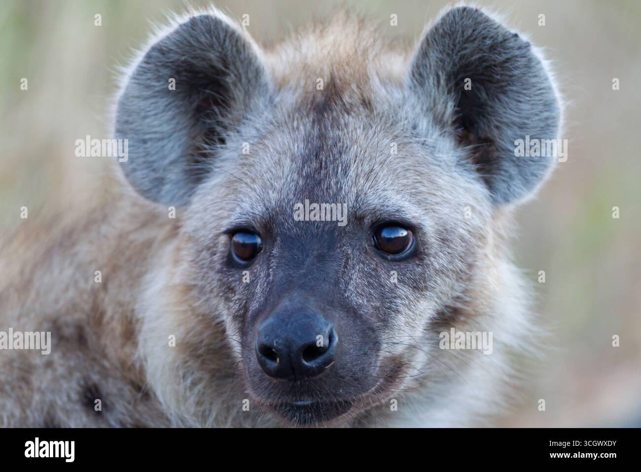 Tüpfelhyäne, Fleckenhyäne, Crocuta crocuta, spotted hyena, laughing ...