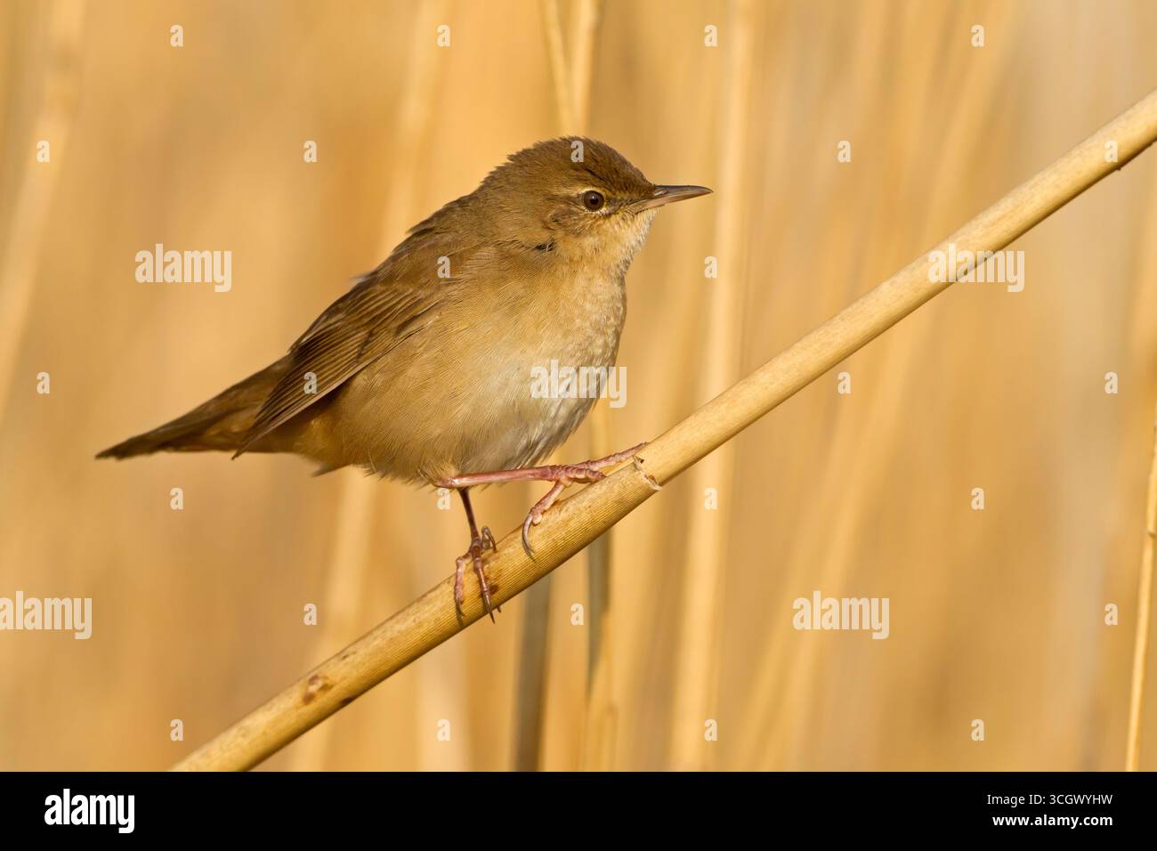 Rohrschwirl, Savi's Warbler, Locustella luscinioides, Locustelle ...