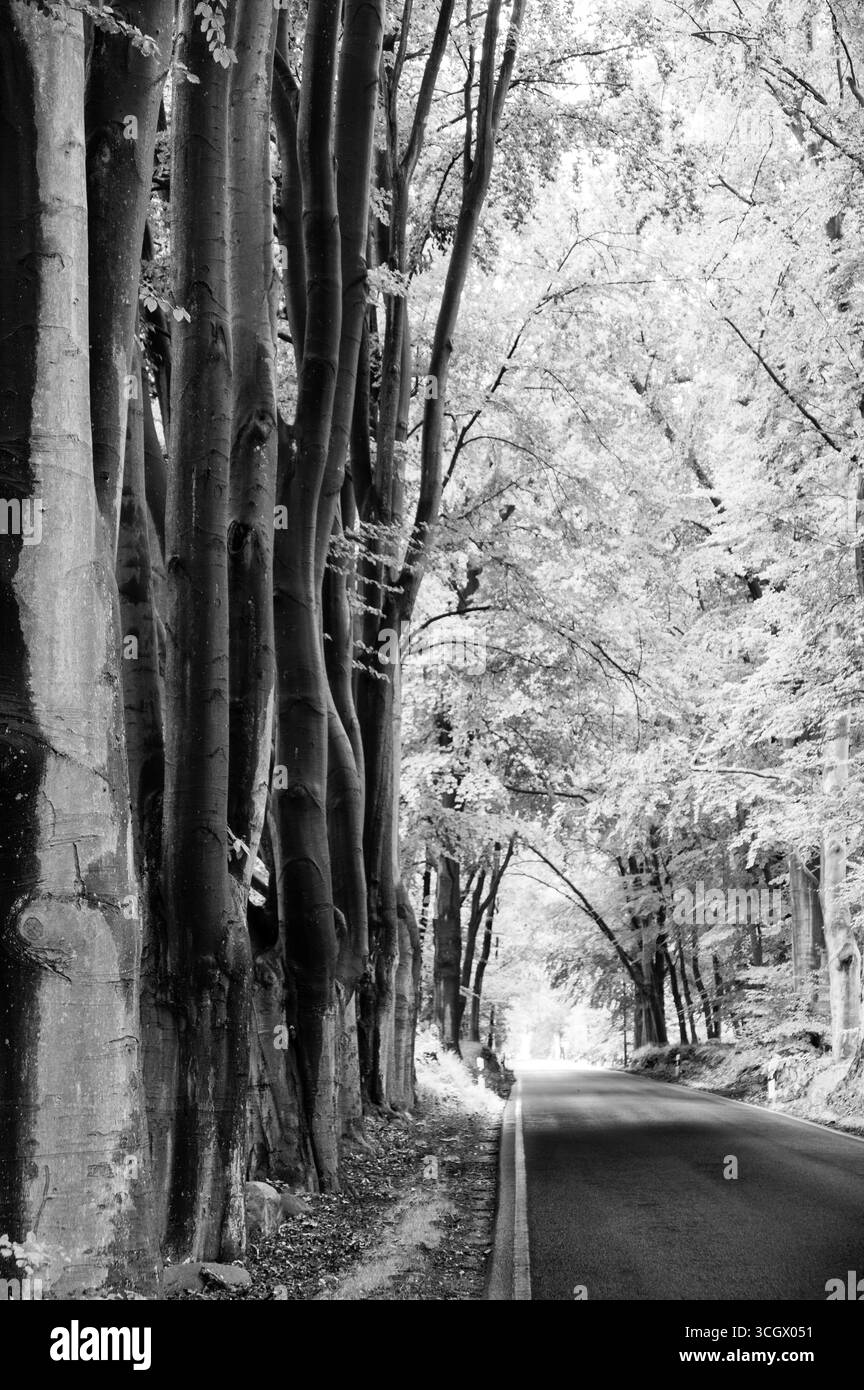 Street asphalt road rain Black and White Stock Photos & Images - Alamy
