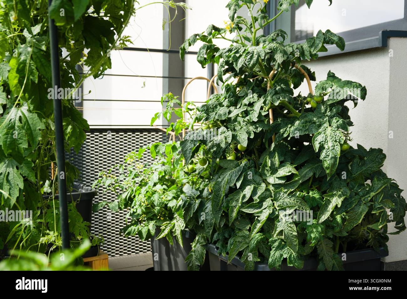 Tomato plant on a simple urban balcony garden Stock Photo - Alamy