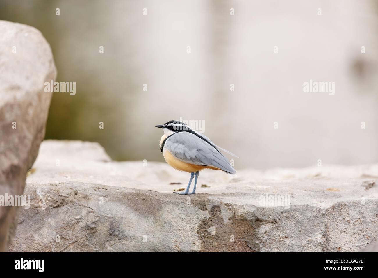 Pitta angolensis hi-res stock photography and images - Alamy