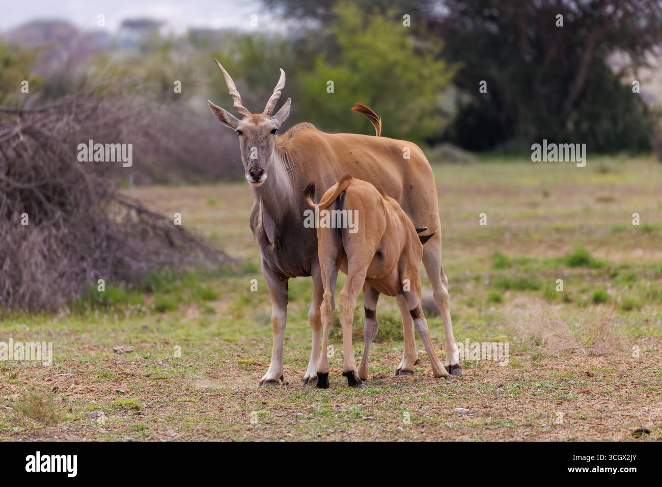 Eland Calf Nursing from Protective Mother in Wilderness Stock Photo - Alamy