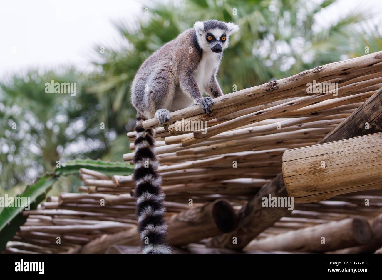 Ring-tailed Lemur on Rooftop Structure Curious Watch Stock Photo - Alamy