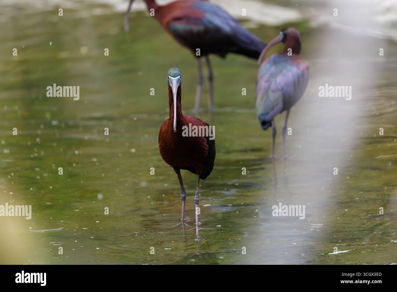 Glossy Ibis Facing Front in Shallow Wetland Stock Photo - Alamy