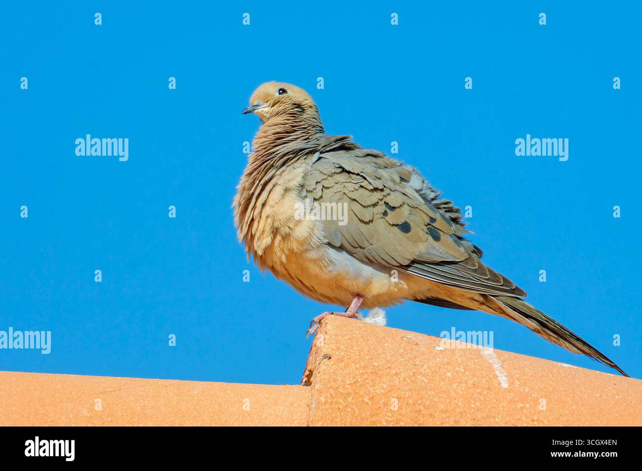 Mourning dove (Zenaida macroura) from Phoenix, Arizona, USA Stock Photo ...
