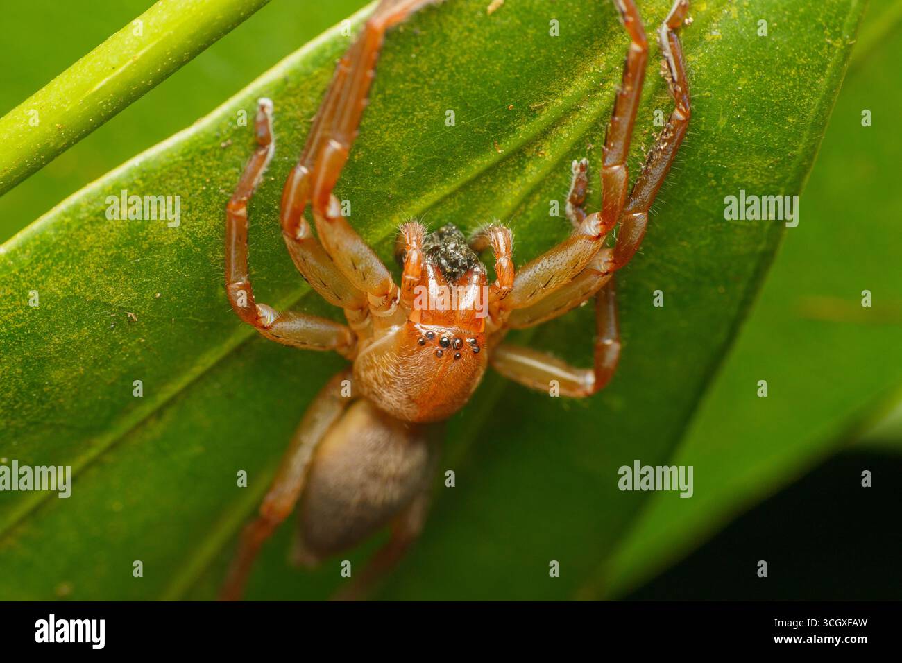 A close-up of an orange Huntsman spider gripping the surface of a leaf ...