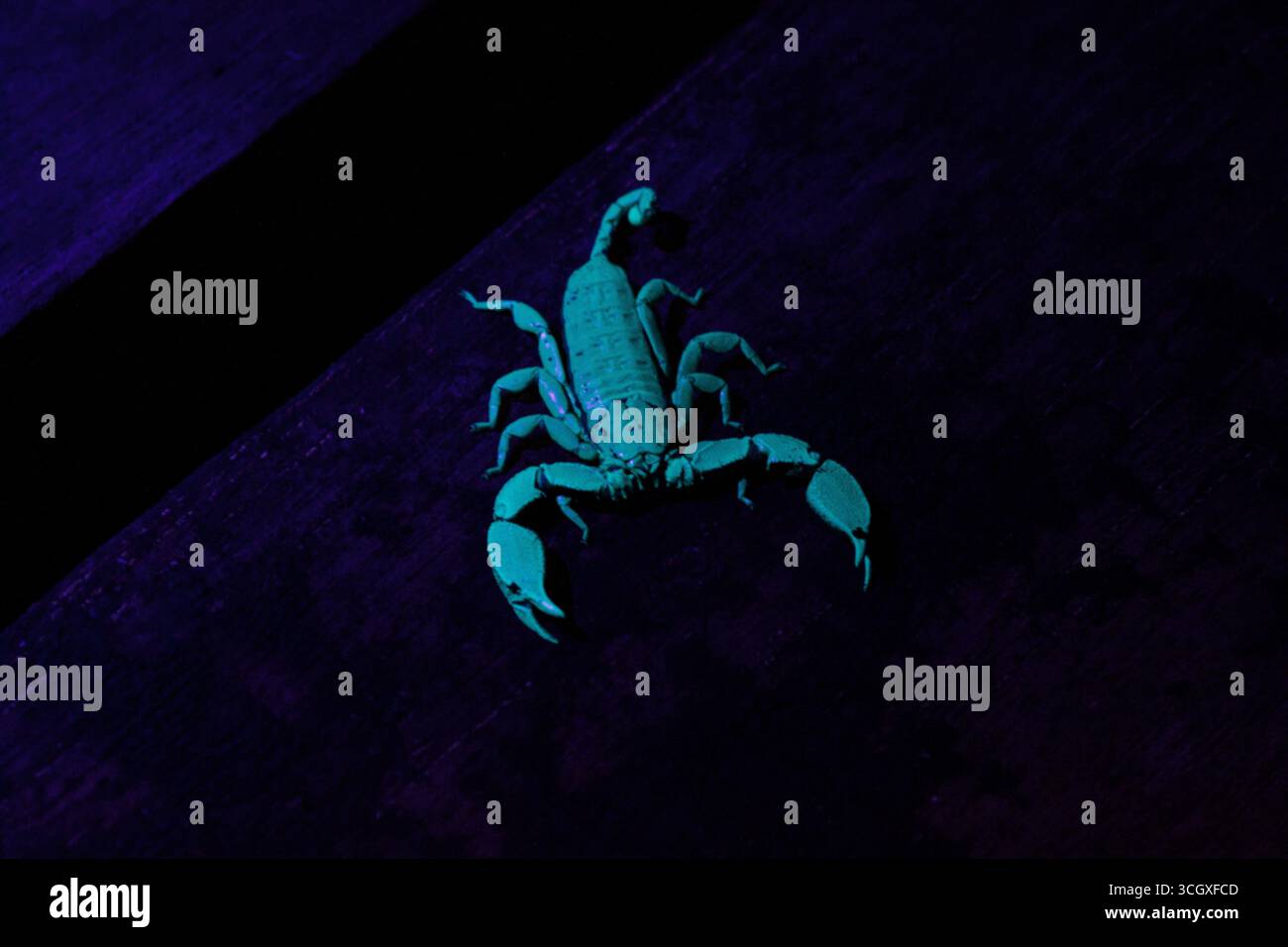 A Dwarf Wood Scorpion (Liocheles australasiae) glowing under ...