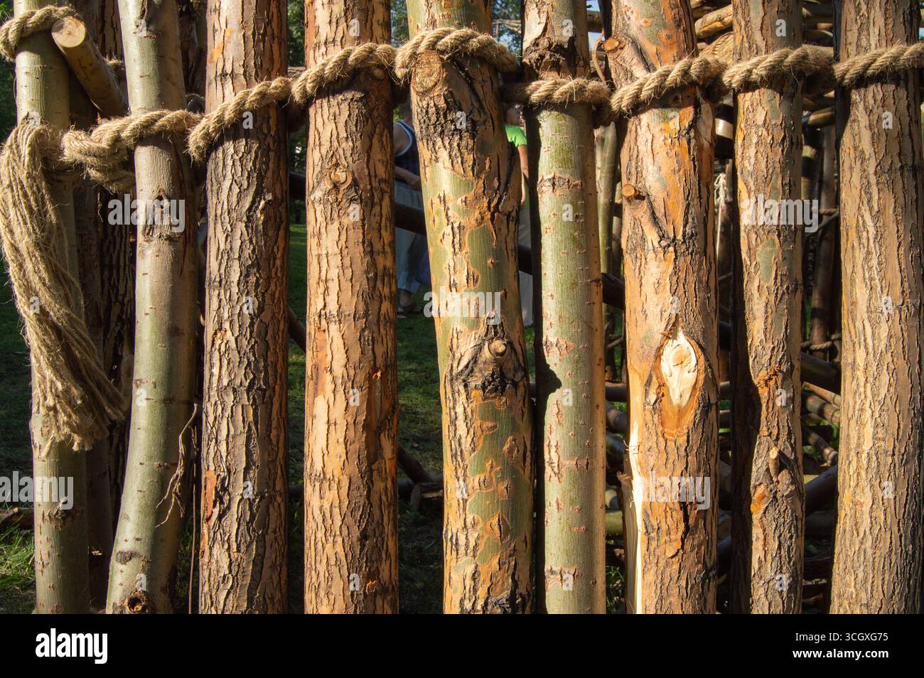 Close-up of upright logs tied with jute rope in warm sunlight. Natural ...